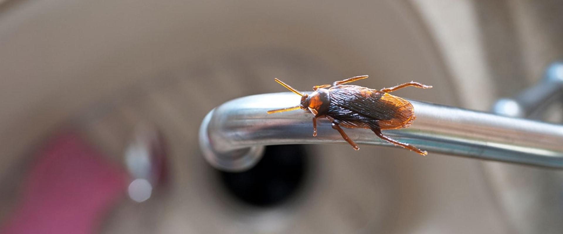 How to Control Pests with DIY Pest Control Methods