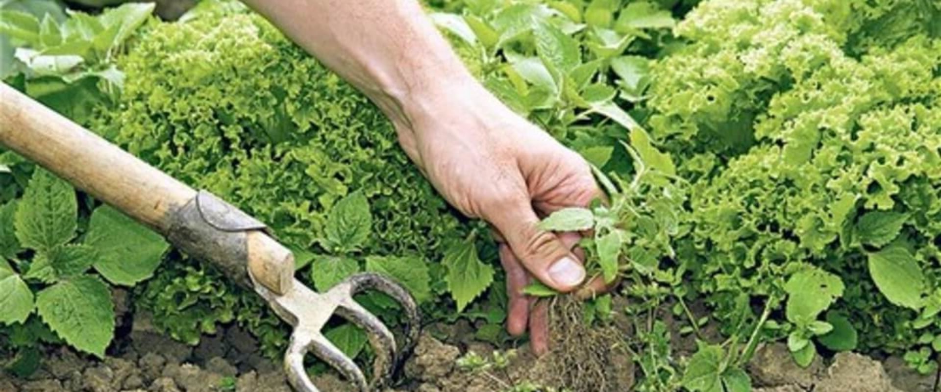 Organic Weed Control: How Farmers Manage Weeds without Chemicals