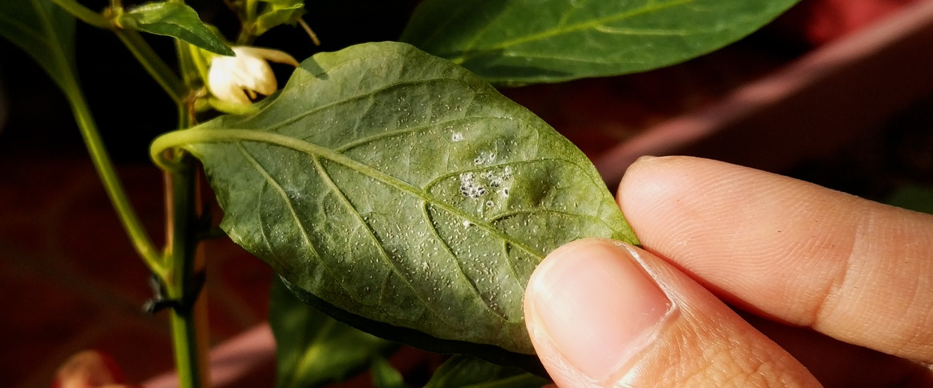 DIY Pest Control: Natural, Chemical-Based Solutions for Your Home