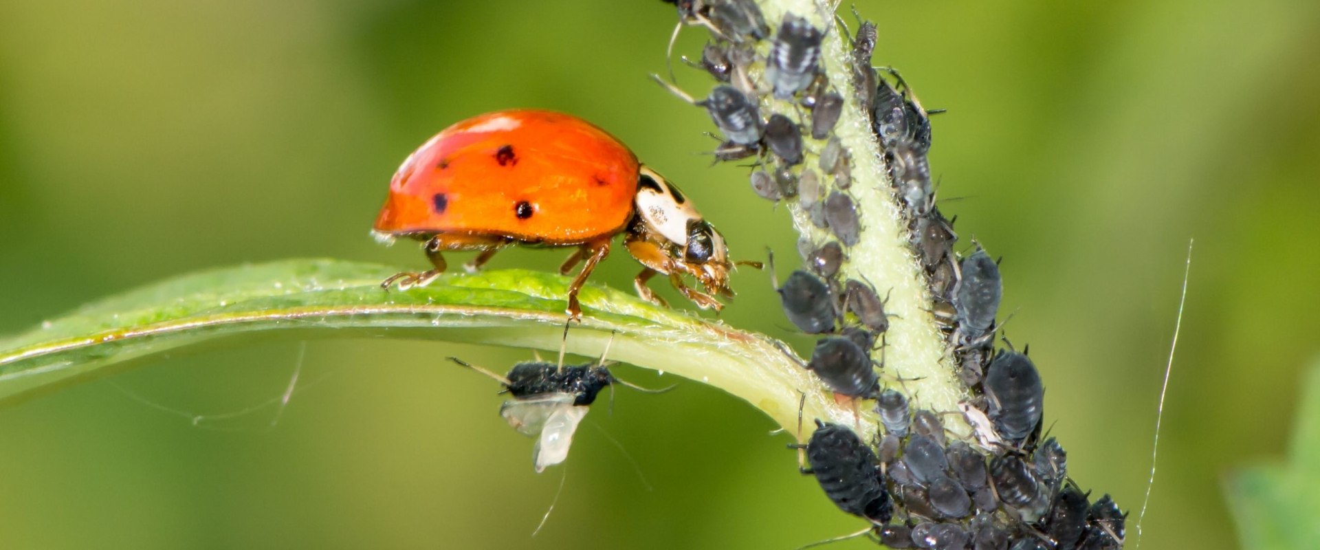 3 Factors for Establishing a Pest